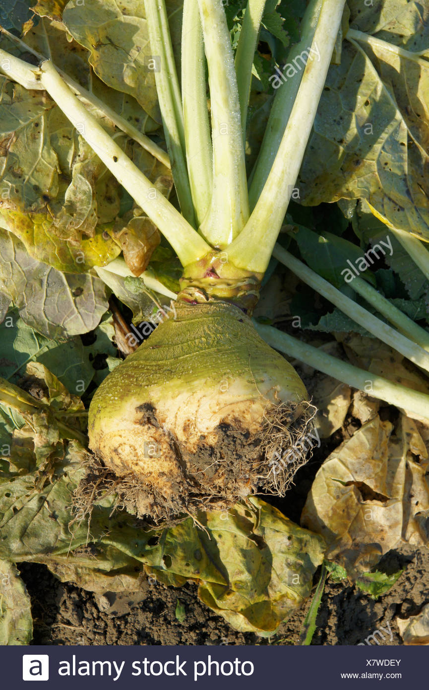 Brassica Rapa Rapa Stock Photos & Brassica Rapa Rapa Stock Images - Alamy