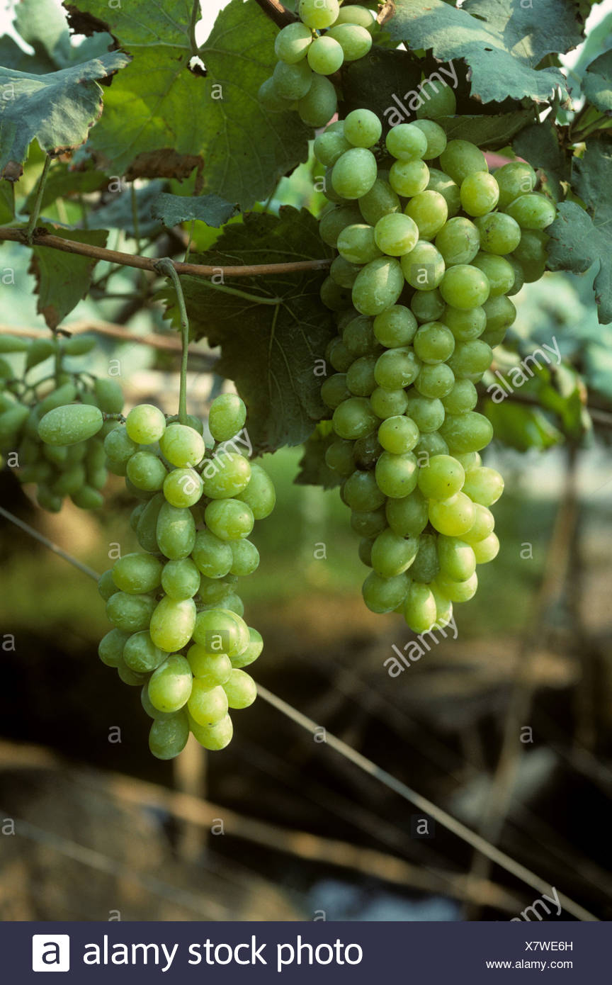 Grape Trellis High Resolution Stock Photography and Images - Alamy