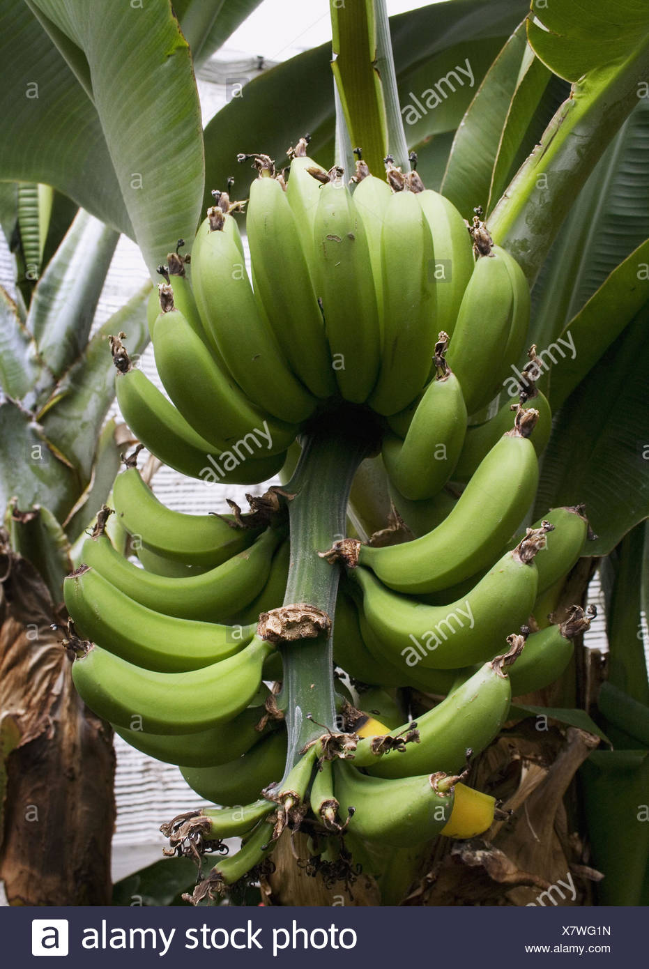 Chinese Dwarf Banana Dwarf Cavendish High Resolution Stock Photography ...