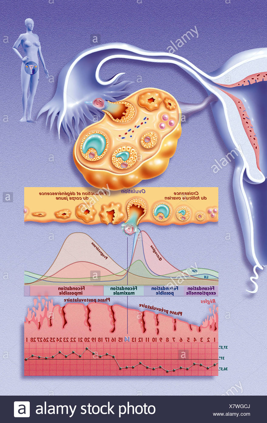 Graafian Follicle High Resolution Stock Photography and Images - Alamy