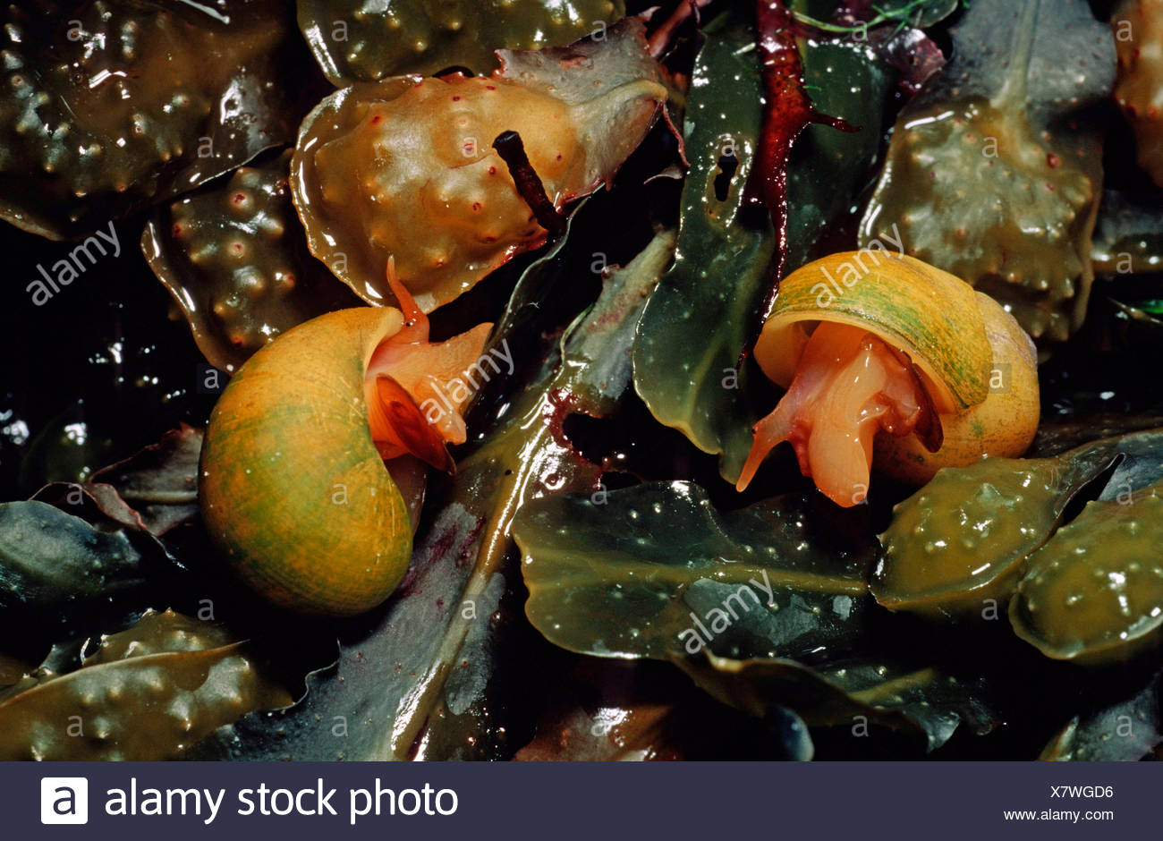 Periwinkle Animal High Resolution Stock Photography and Images - Alamy