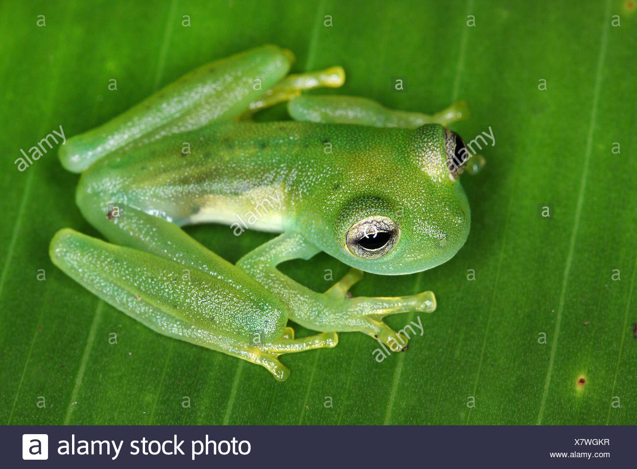 Sitting Frog High Resolution Stock Photography and Images - Alamy