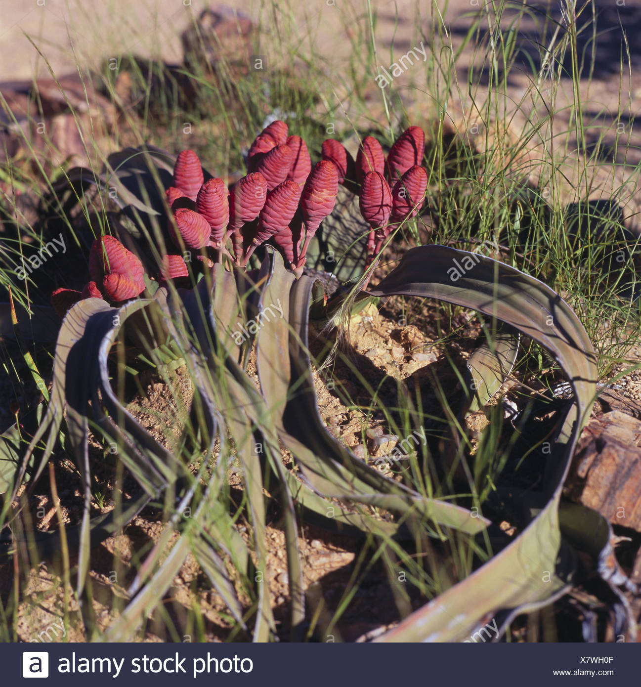 Plant Welwitschia Stock Photos & Plant Welwitschia Stock Images - Alamy