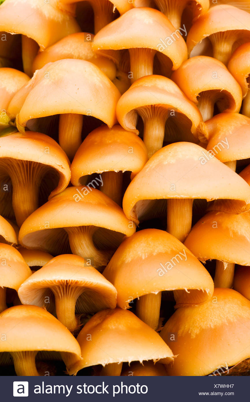 Mutabilis High Resolution Stock Photography and Images - Alamy