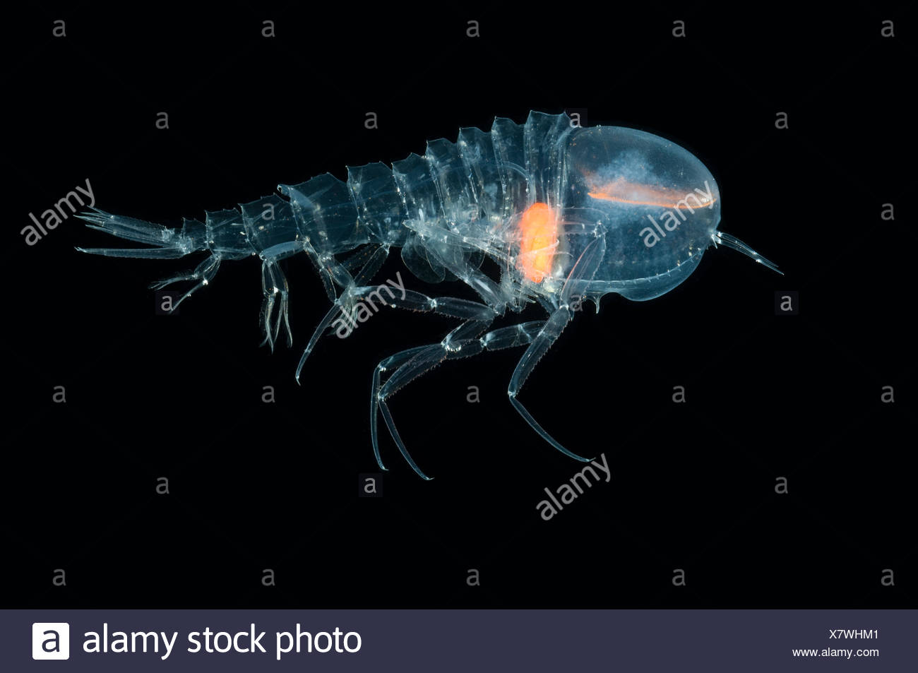 Amphipoda Stock Photos & Amphipoda Stock Images - Alamy
