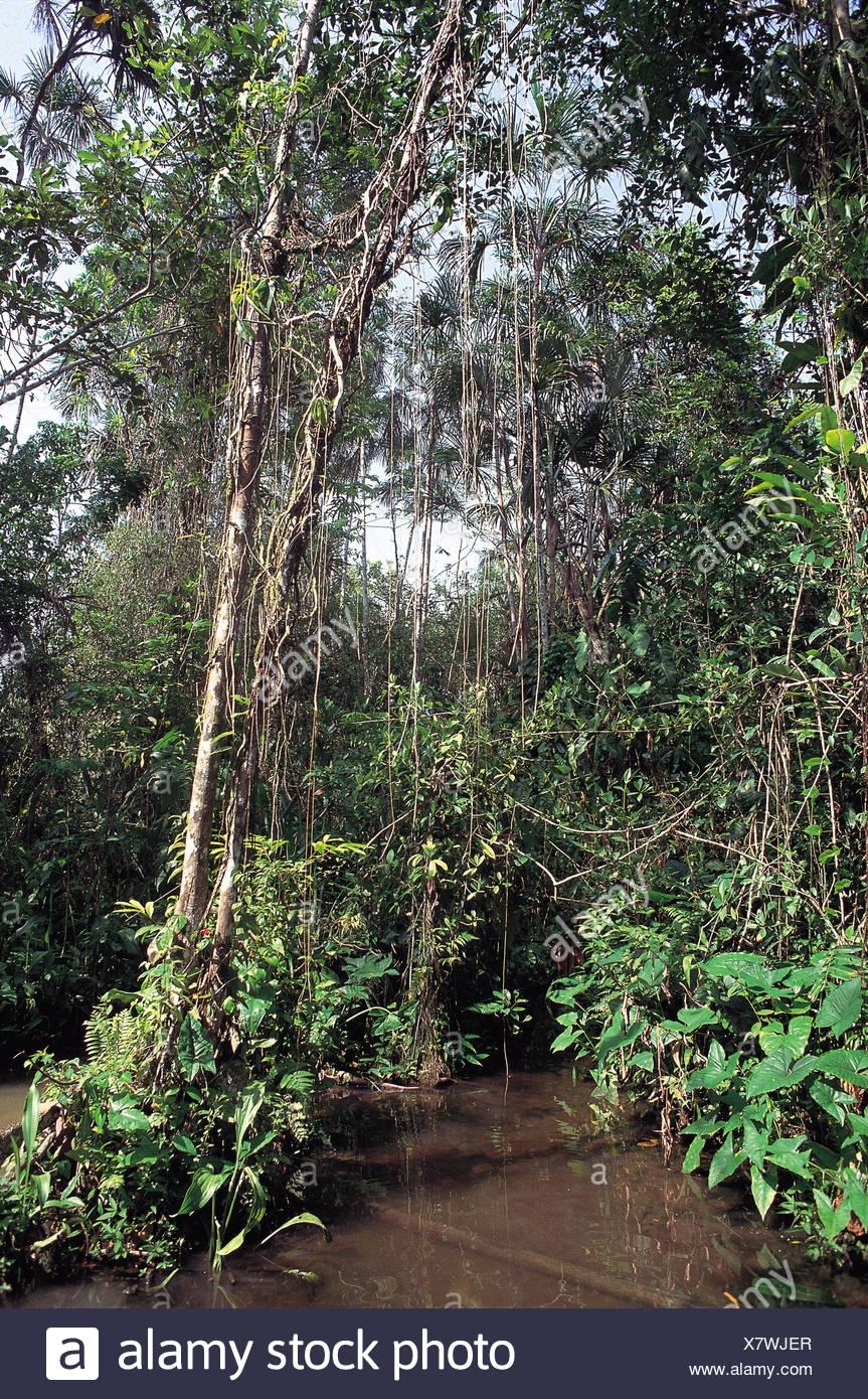 Creepers In Tropical Rainforest High Resolution Stock Photography and ...