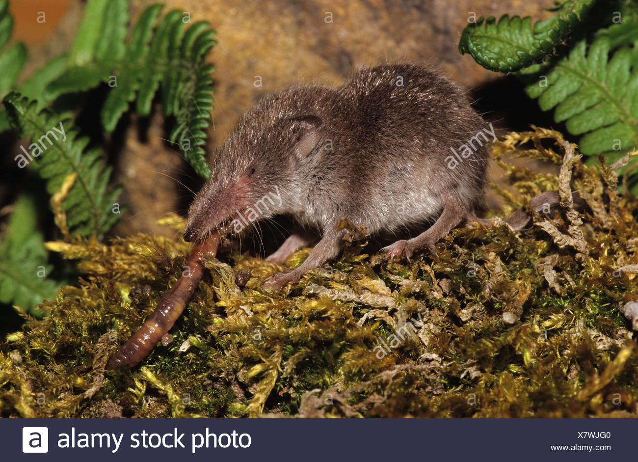 Shrew Eating Worm High Resolution Stock Photography and Images - Alamy