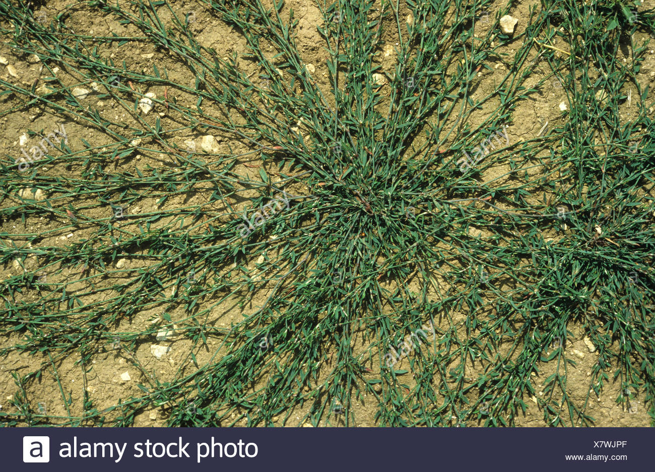 Knotgrass Stock Photos & Knotgrass Stock Images - Alamy