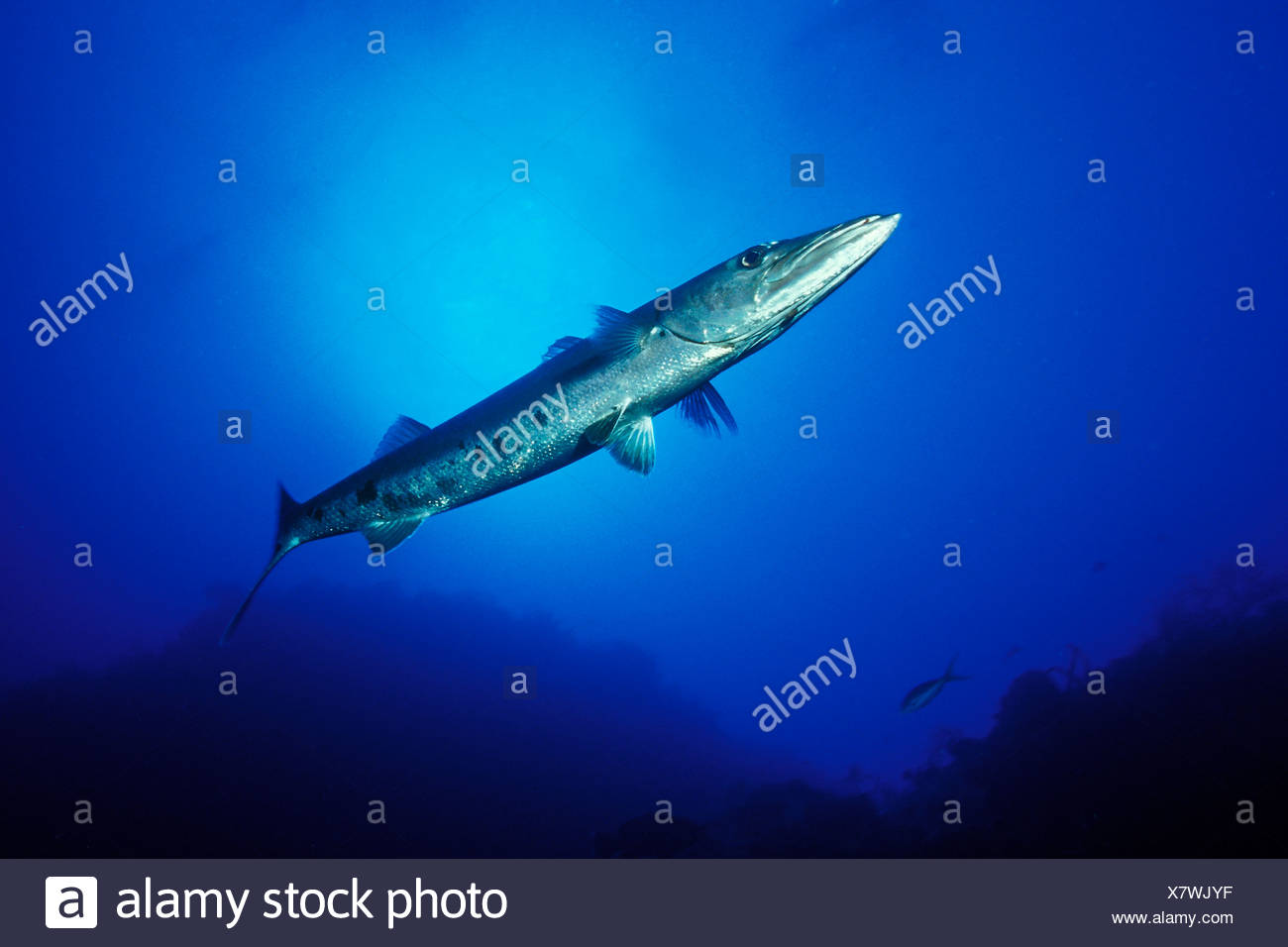 Sphyraena Baracuda High Resolution Stock Photography and Images - Alamy