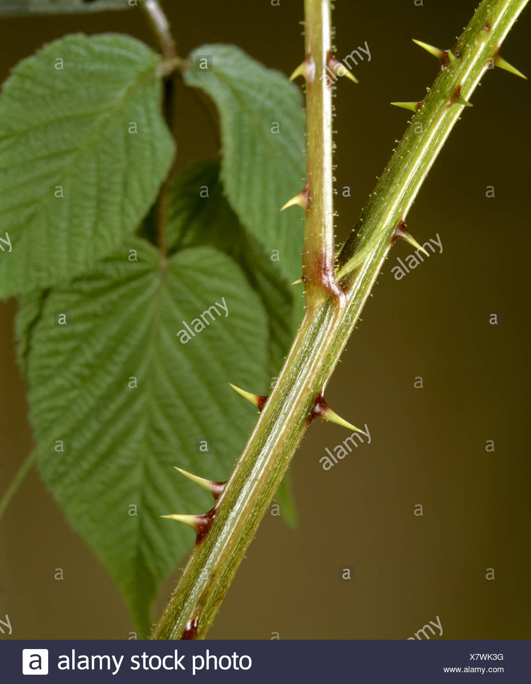 Ridged Leaves High Resolution Stock Photography and Images - Alamy