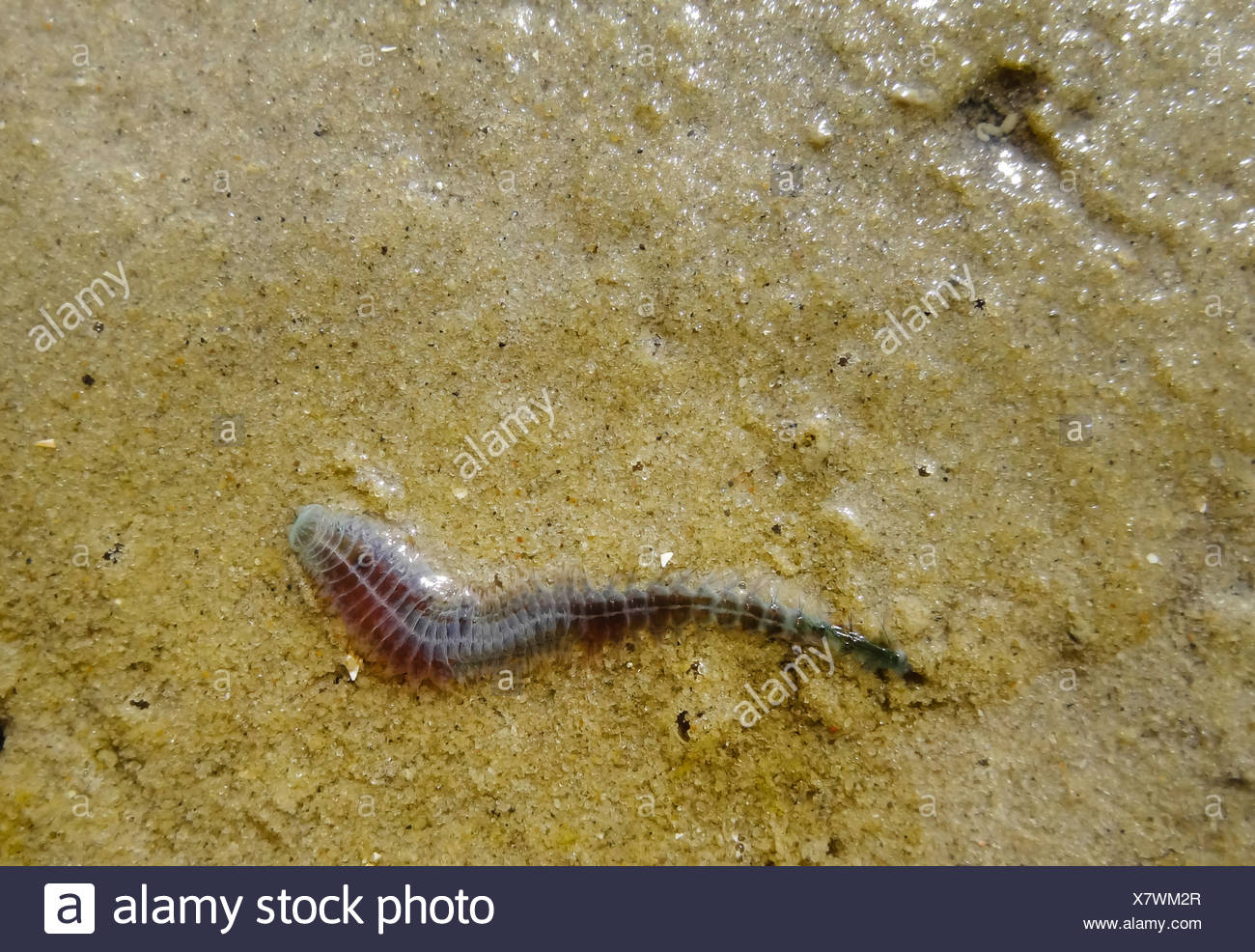 Intertidal Animals High Resolution Stock Photography and Images - Alamy