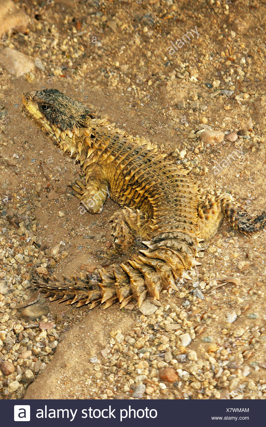 Giant Girdled Lizards High Resolution Stock Photography and Images - Alamy