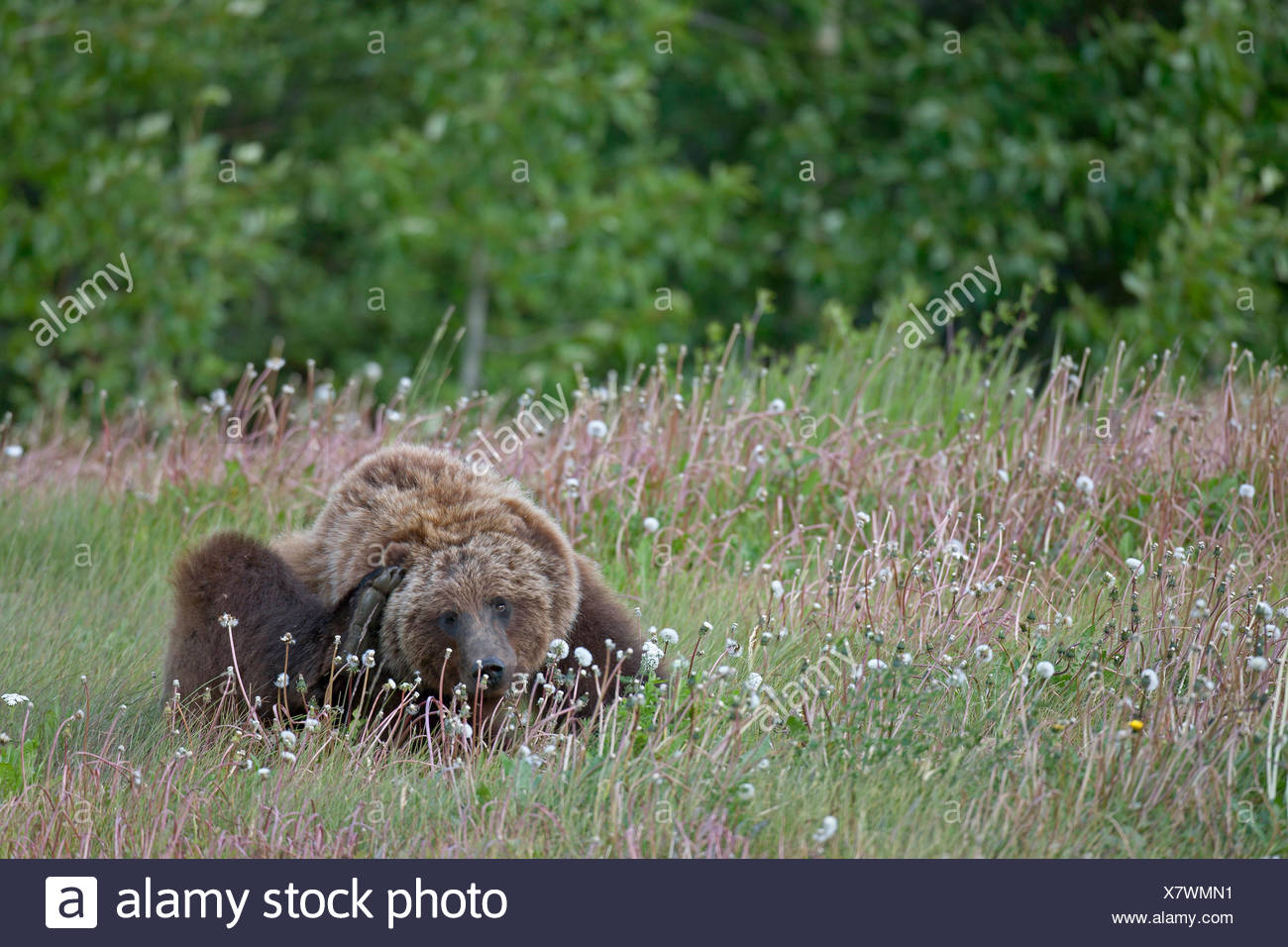 Grizzly Bear Scratching High Resolution Stock Photography and Images ...