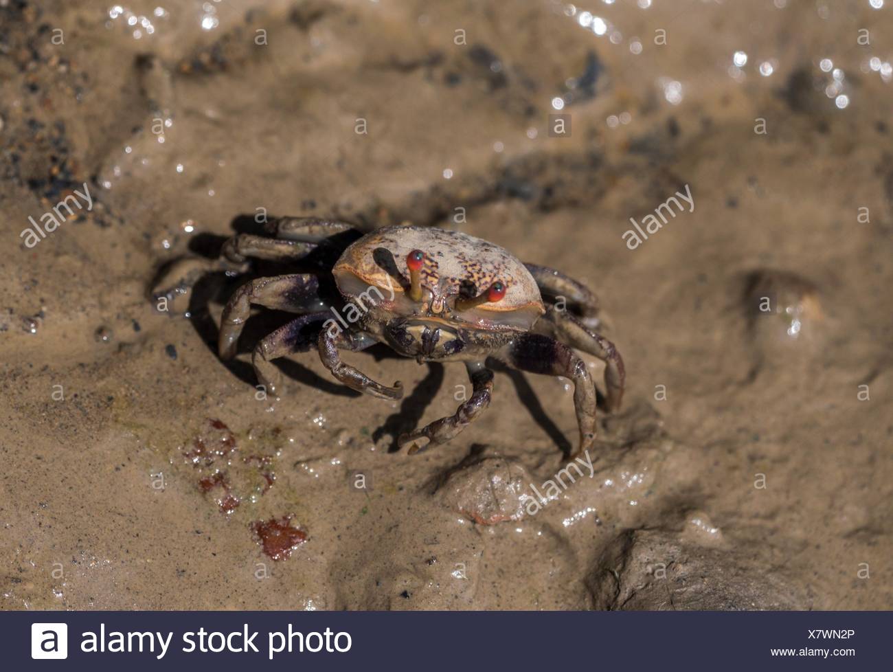 Mangrove Crab Stock Photos & Mangrove Crab Stock Images - Alamy