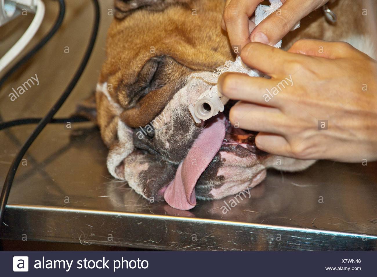 Intubation High Resolution Stock Photography and Images - Alamy