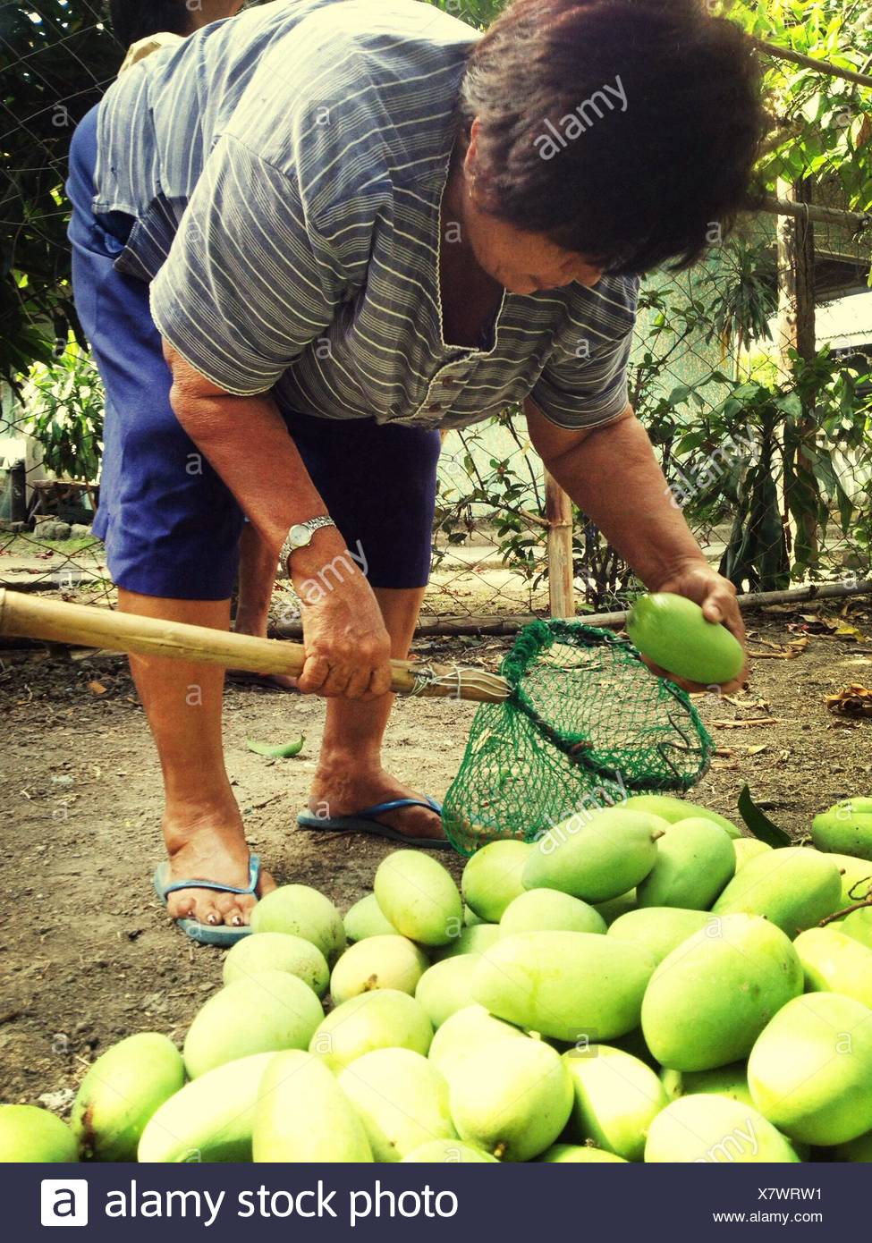 Picking Mango Stock Photos & Picking Mango Stock Images - Alamy