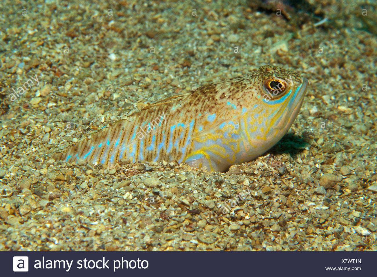 Weaver Fish High Resolution Stock Photography and Images - Alamy