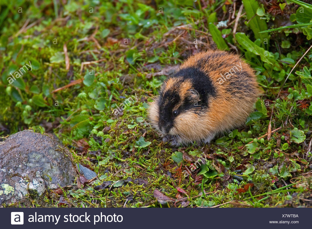Lemming High Resolution Stock Photography and Images - Alamy