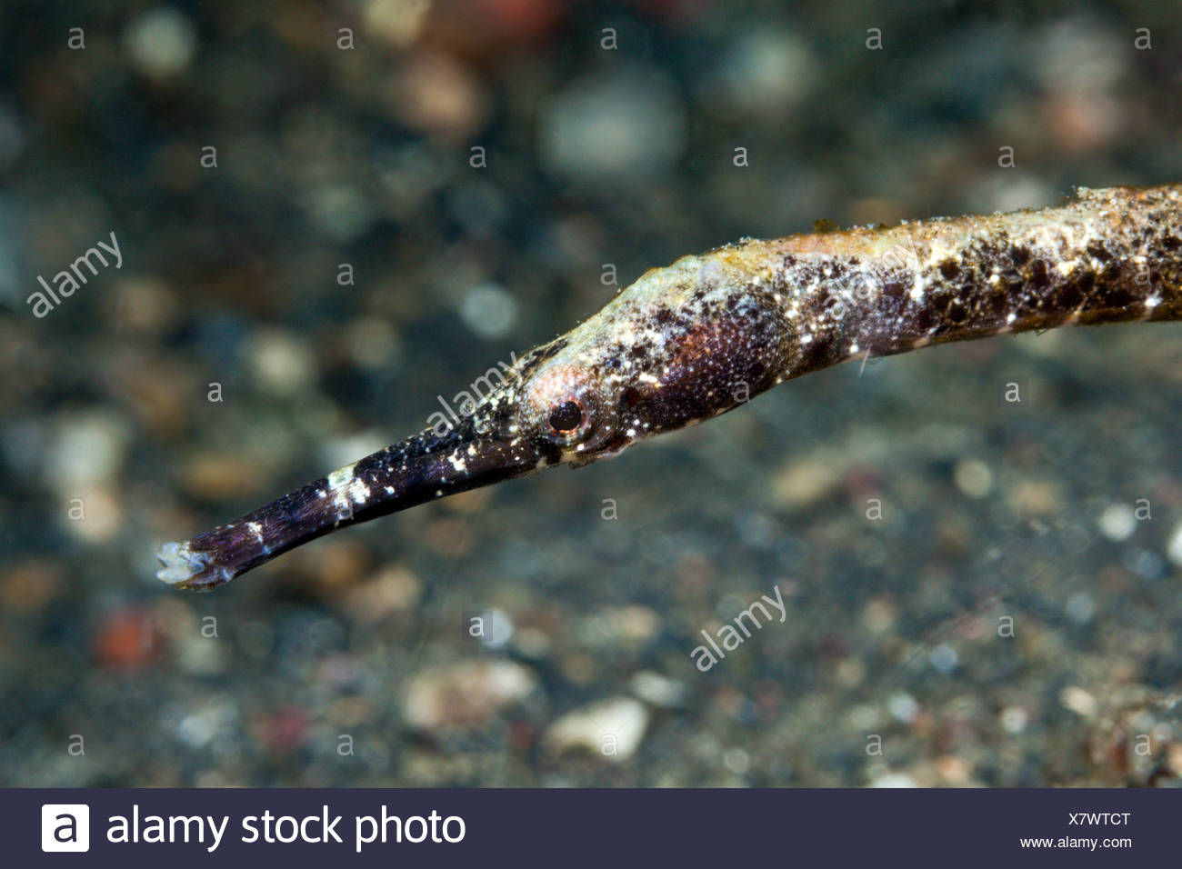 Stick Pipefish High Resolution Stock Photography and Images - Alamy