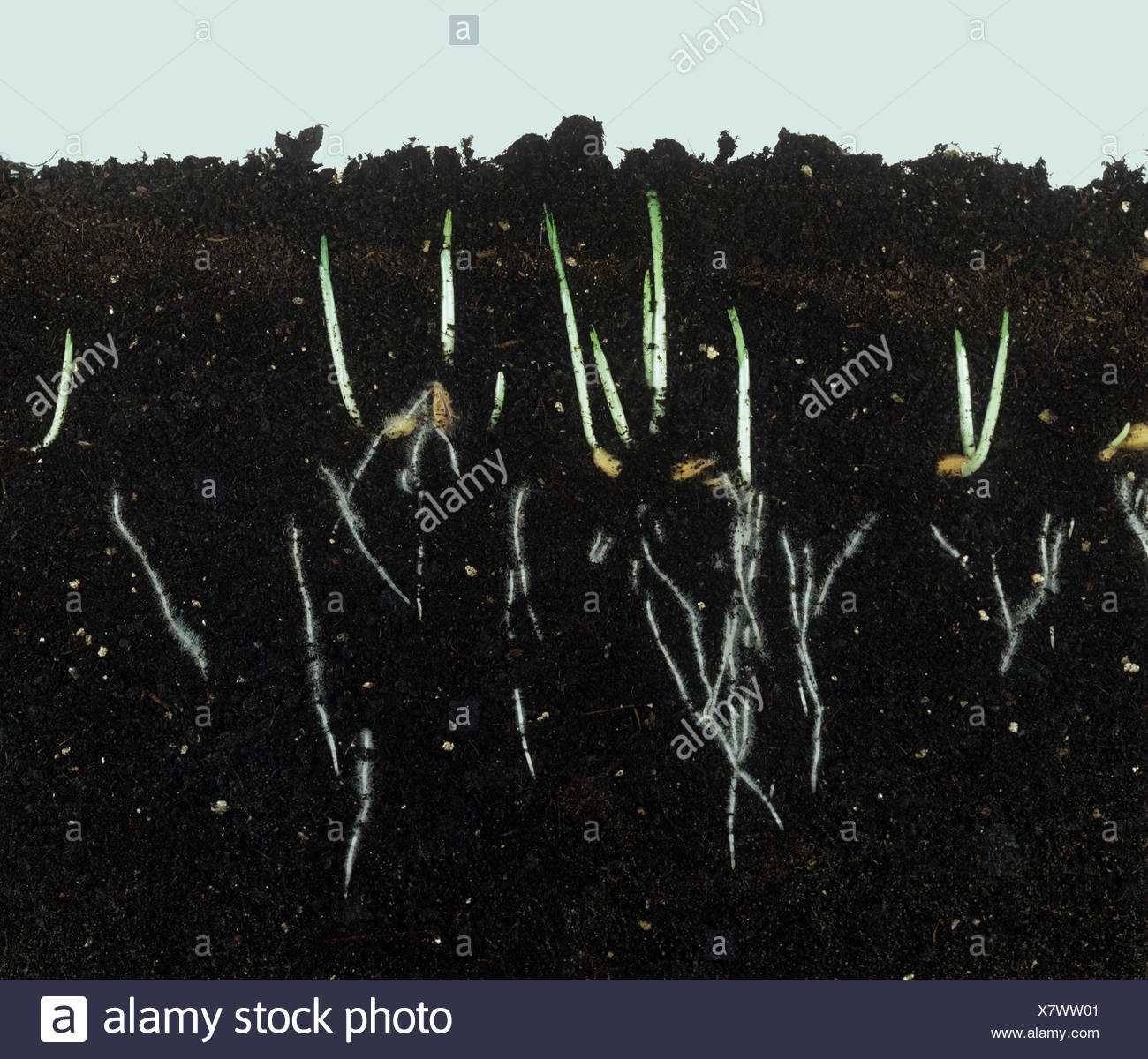 Germinating Barley High Resolution Stock Photography and Images - Alamy