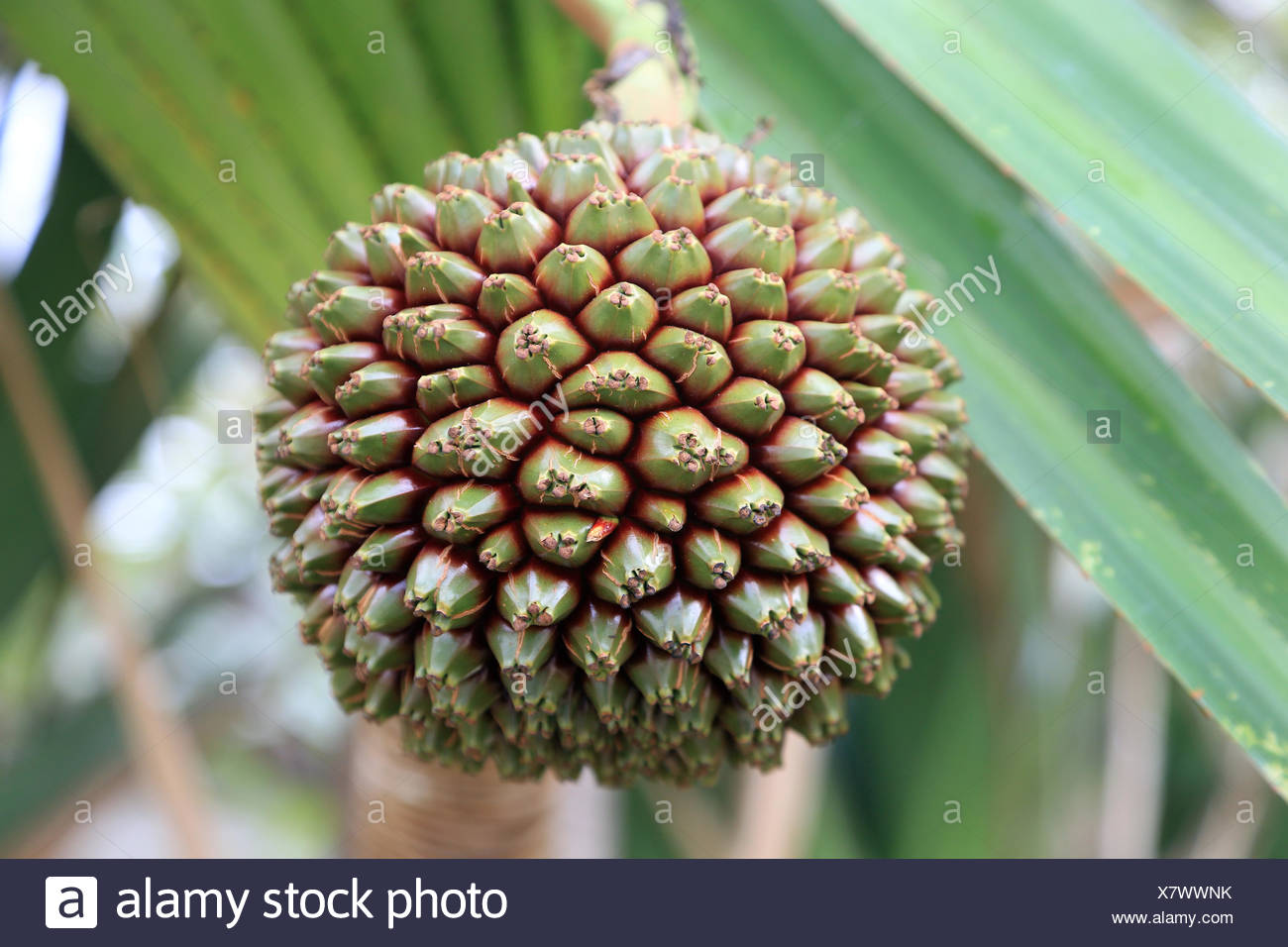 Screwpine High Resolution Stock Photography and Images - Alamy