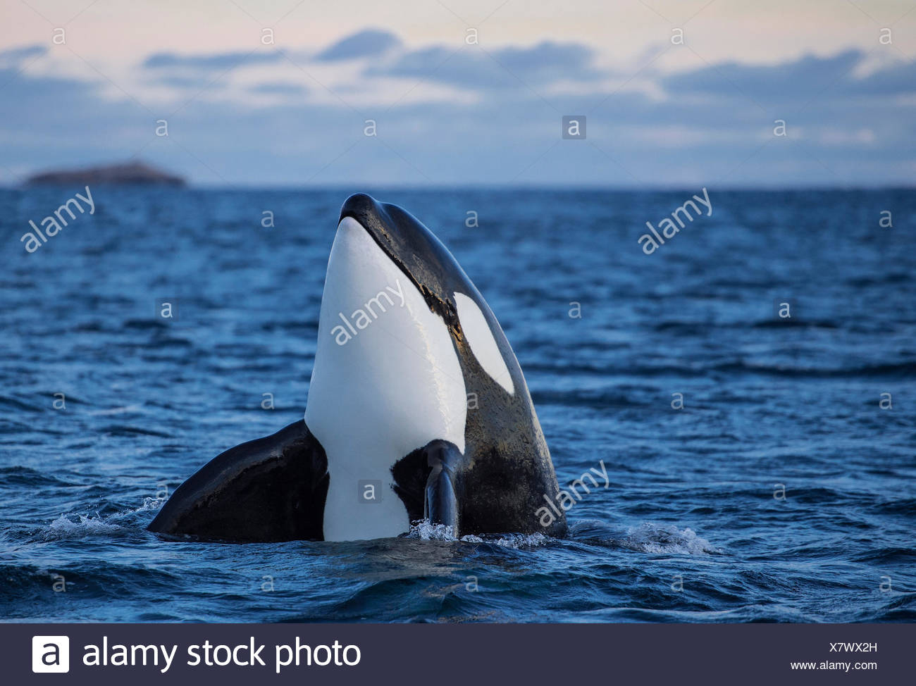 Spyhopping Orca High Resolution Stock Photography and Images - Alamy