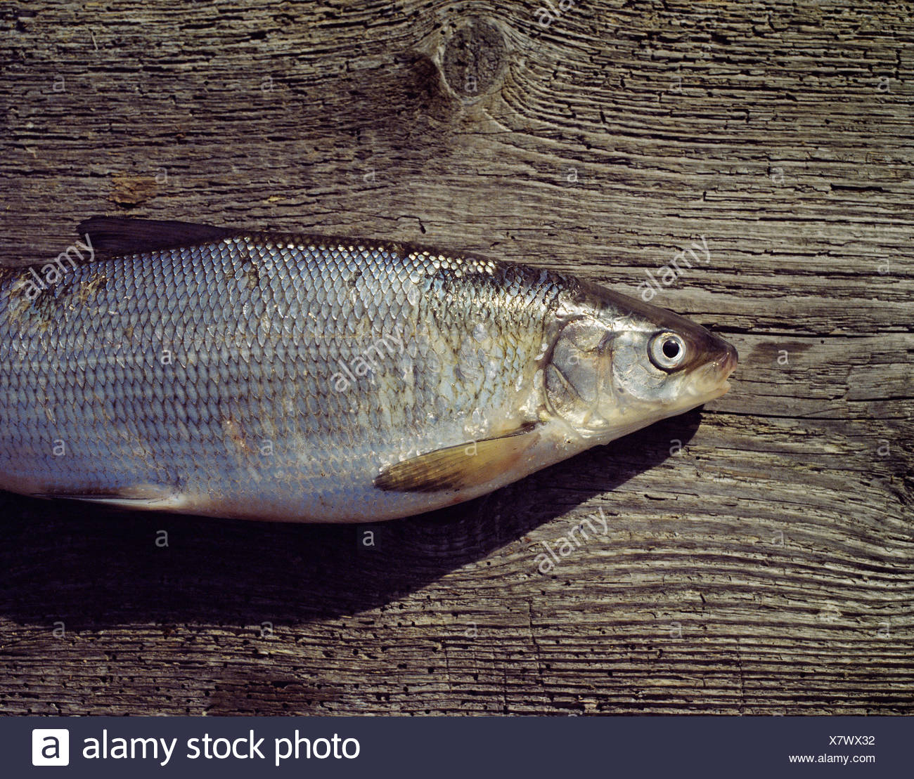 Common Whitefish Stock Photos & Common Whitefish Stock Images - Alamy