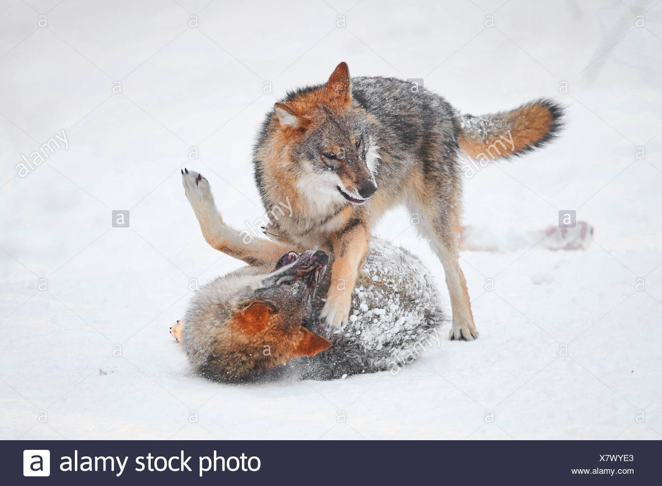 Gray Wolves Fight High Resolution Stock Photography and Images - Alamy