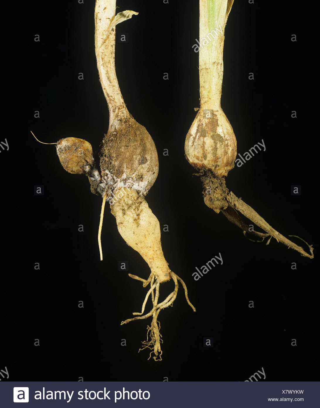 Fusarium High Resolution Stock Photography and Images - Alamy