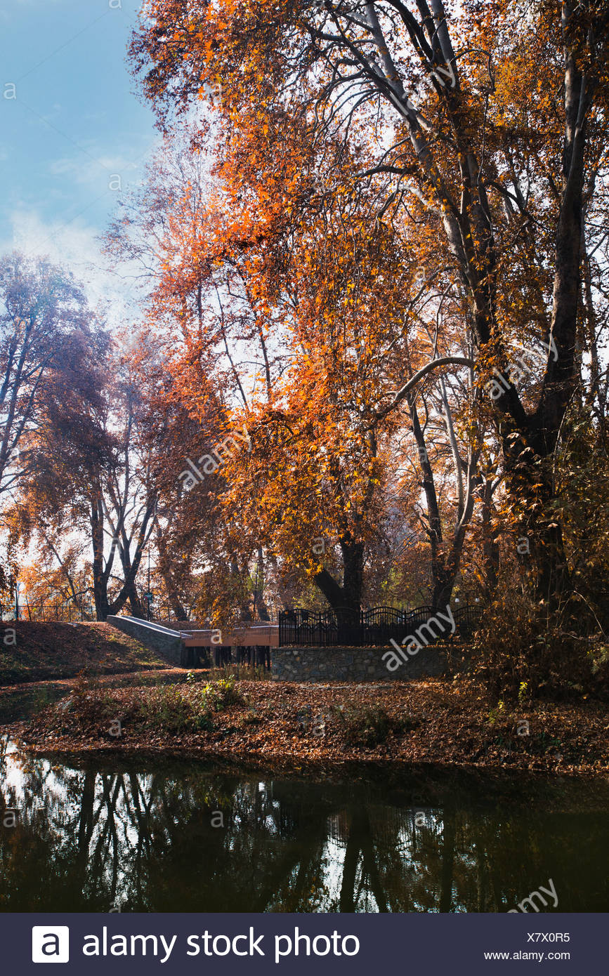 Chinar Tree Leaf High Resolution Stock Photography and Images - Alamy