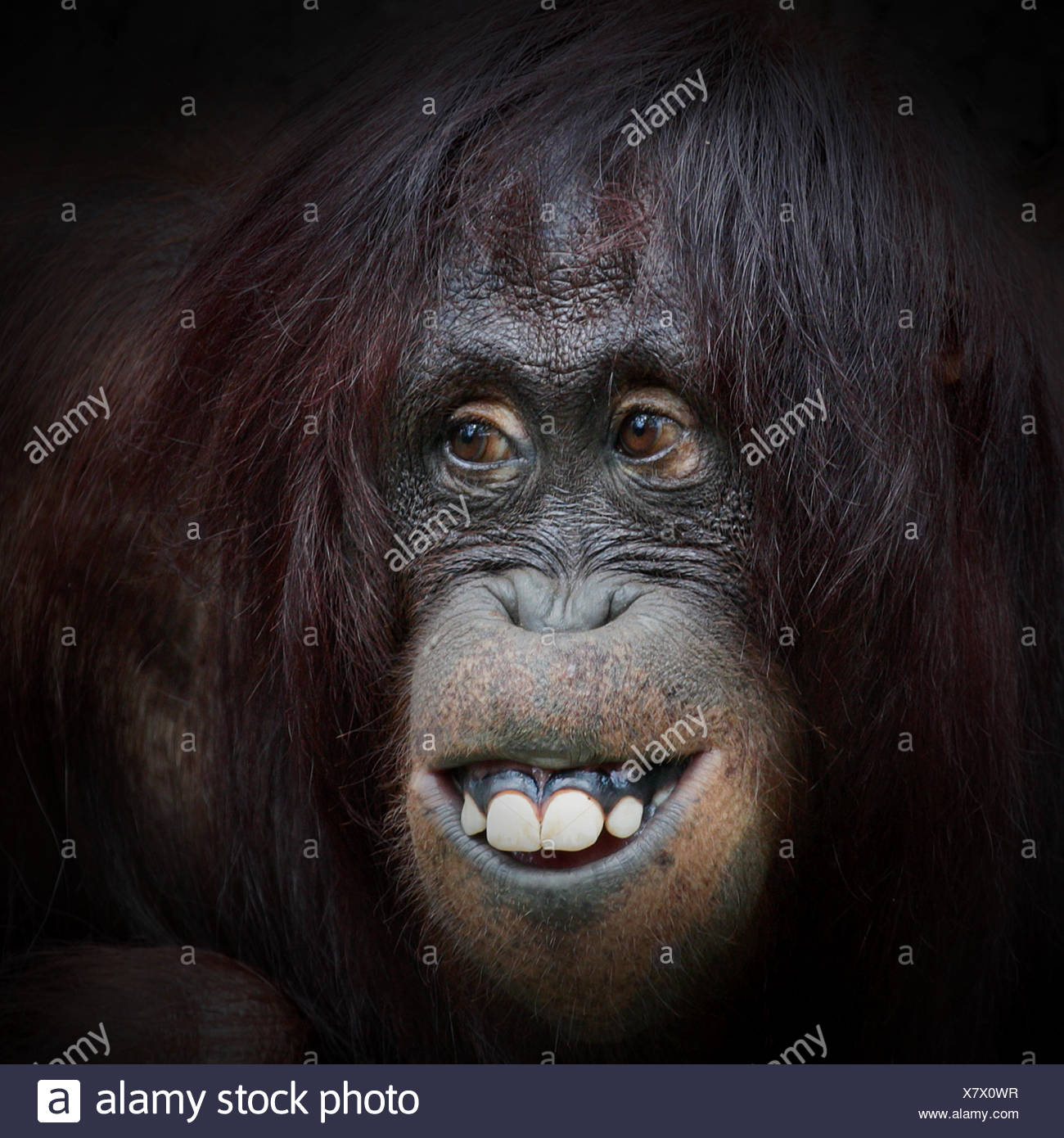Orangutan Smiling Stock Photos & Orangutan Smiling Stock Images - Alamy