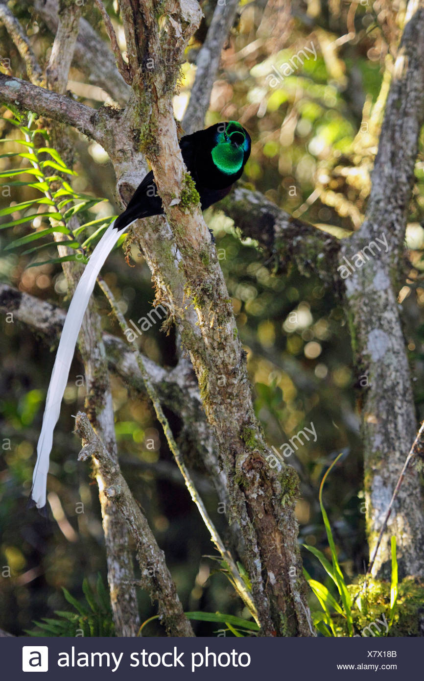 Birds Of Paradise Papua New Guinea Stock Photos & Birds Of Paradise ...