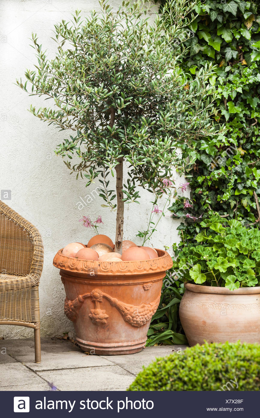 Olive Tree Pot High Resolution Stock Photography and Images - Alamy