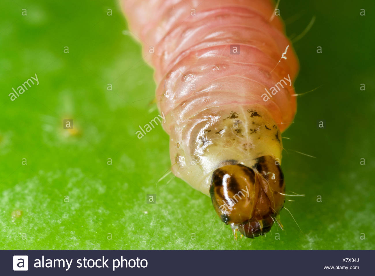 Pomonella High Resolution Stock Photography and Images - Alamy