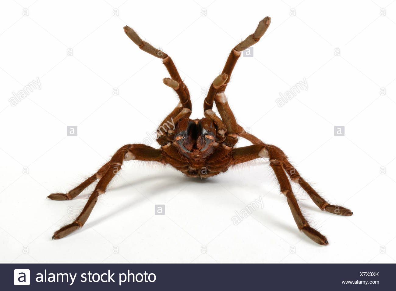 Goliath Pinkfoot Tarantula