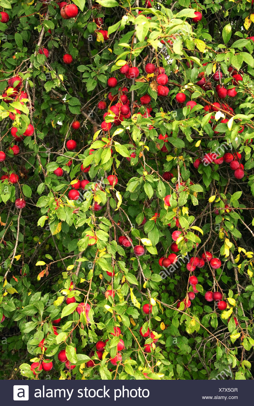 Sour Plums Stock Photos & Sour Plums Stock Images - Alamy