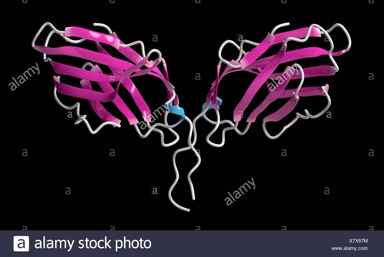 Immune Checkpoint High Resolution Stock Photography and Images - Alamy