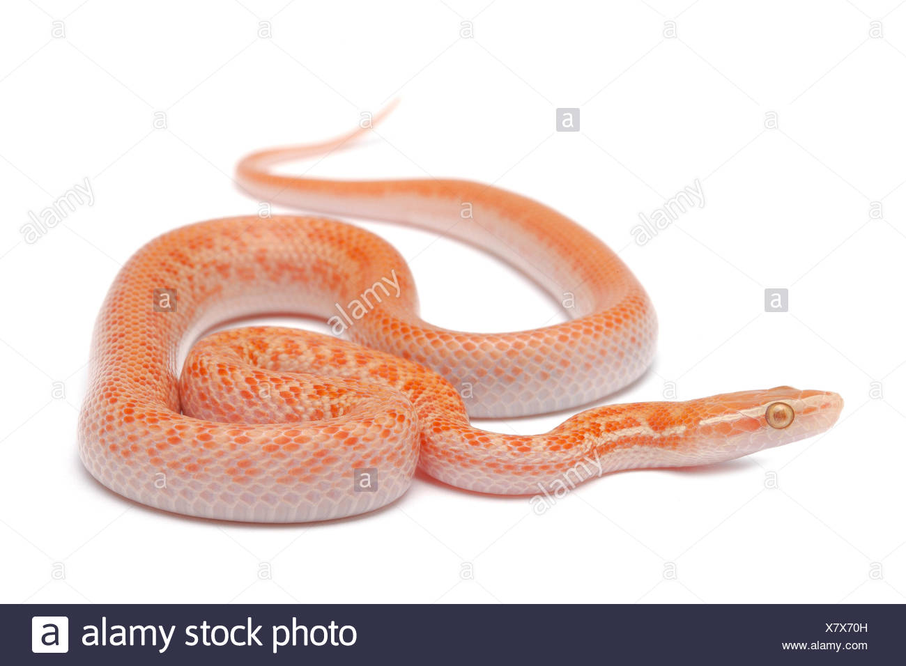 House Snake High Resolution Stock Photography and Images - Alamy