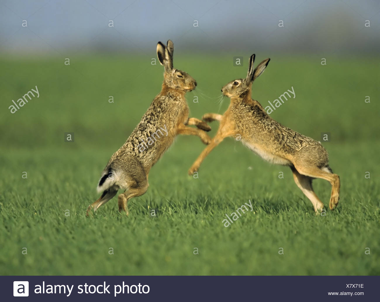 Feldhasen High Resolution Stock Photography and Images - Alamy