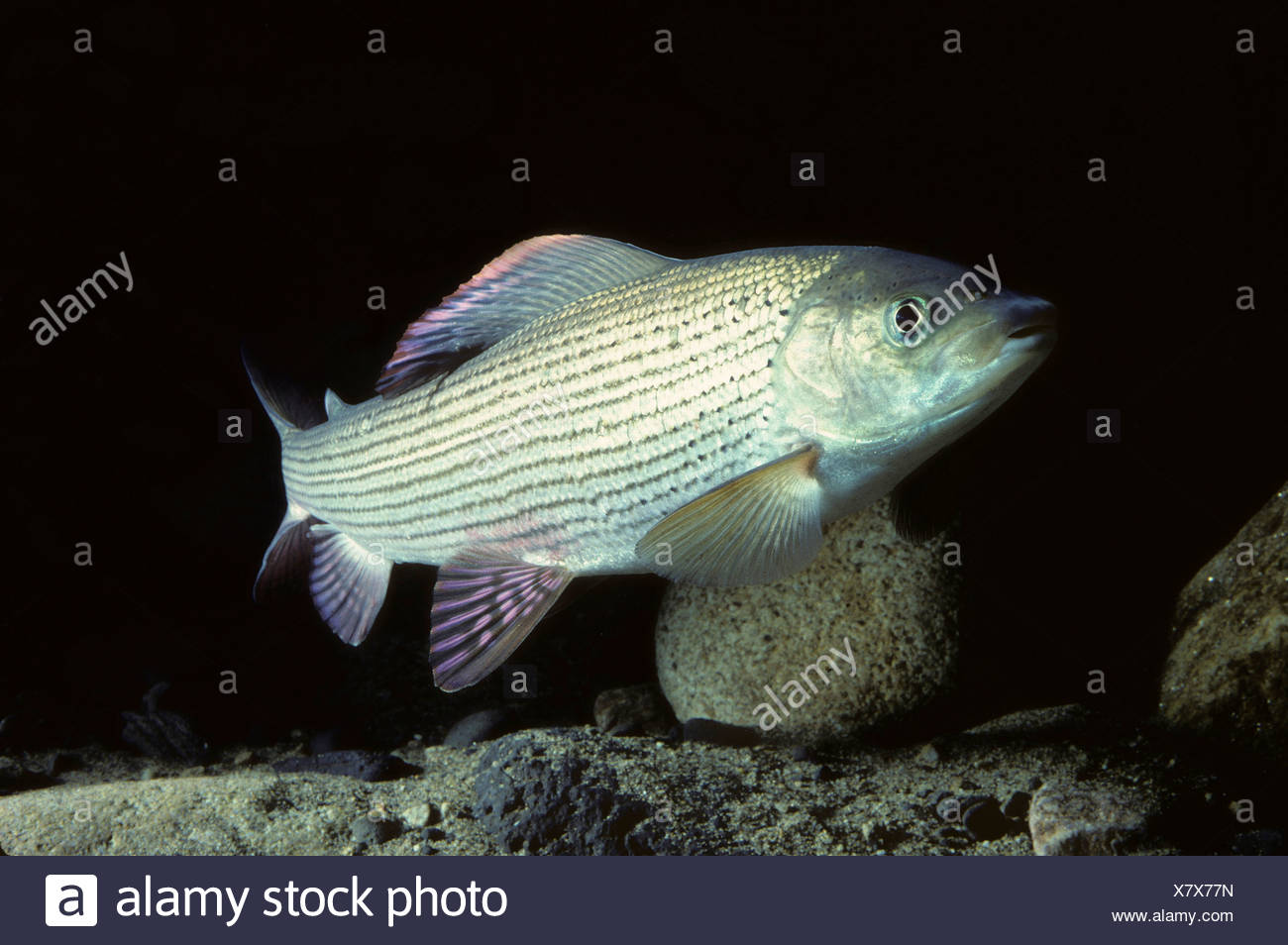 Thymallus Grayling High Resolution Stock Photography and Images - Alamy