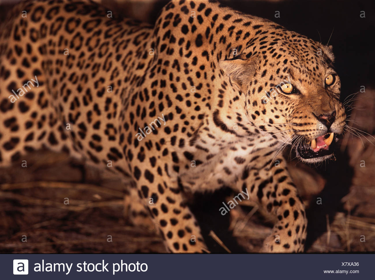 African Leopard Panthera Pardus Snarling High Resolution Stock ...