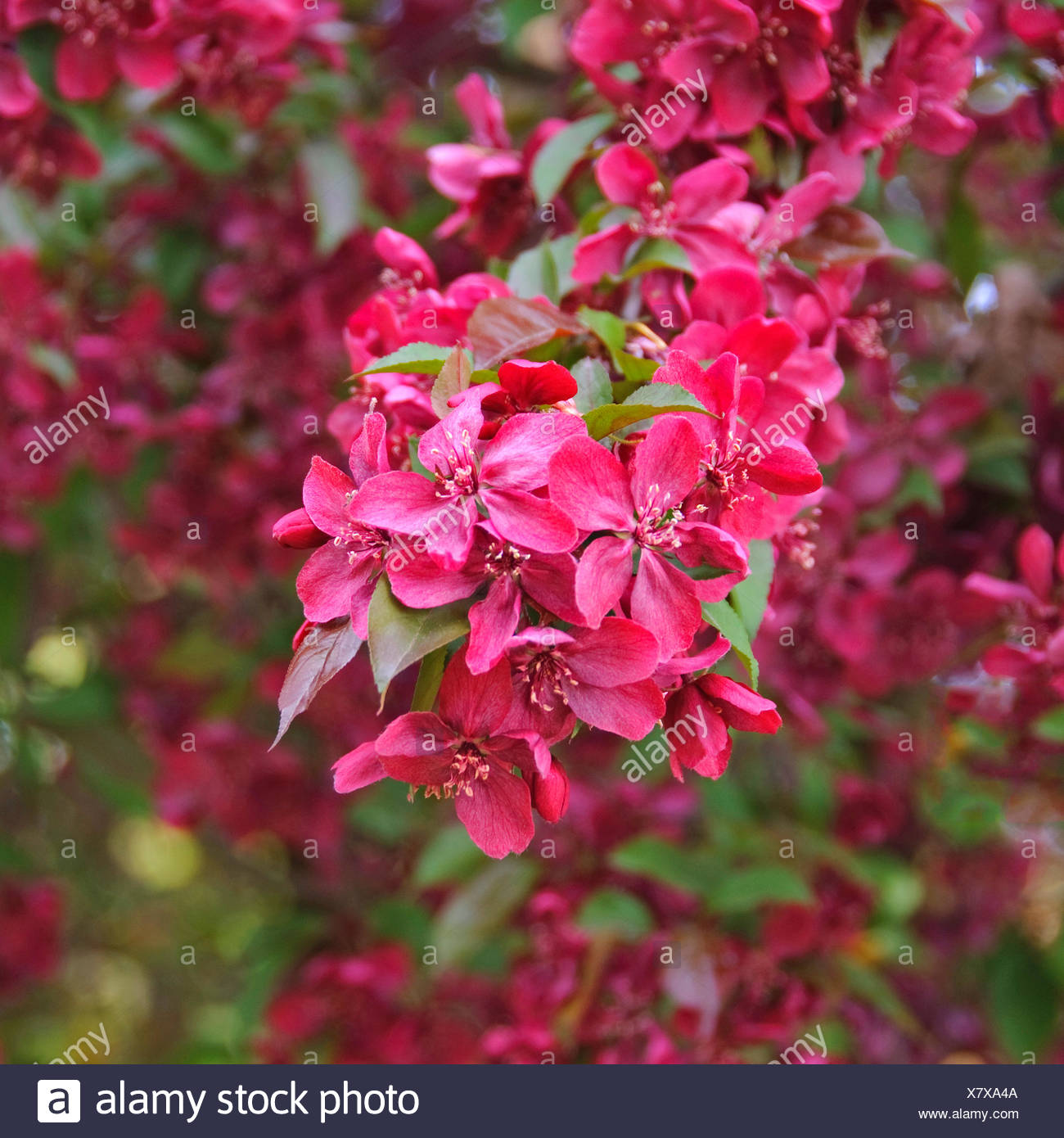 Flowering Crabapple Trees High Resolution Stock Photography and Images ...