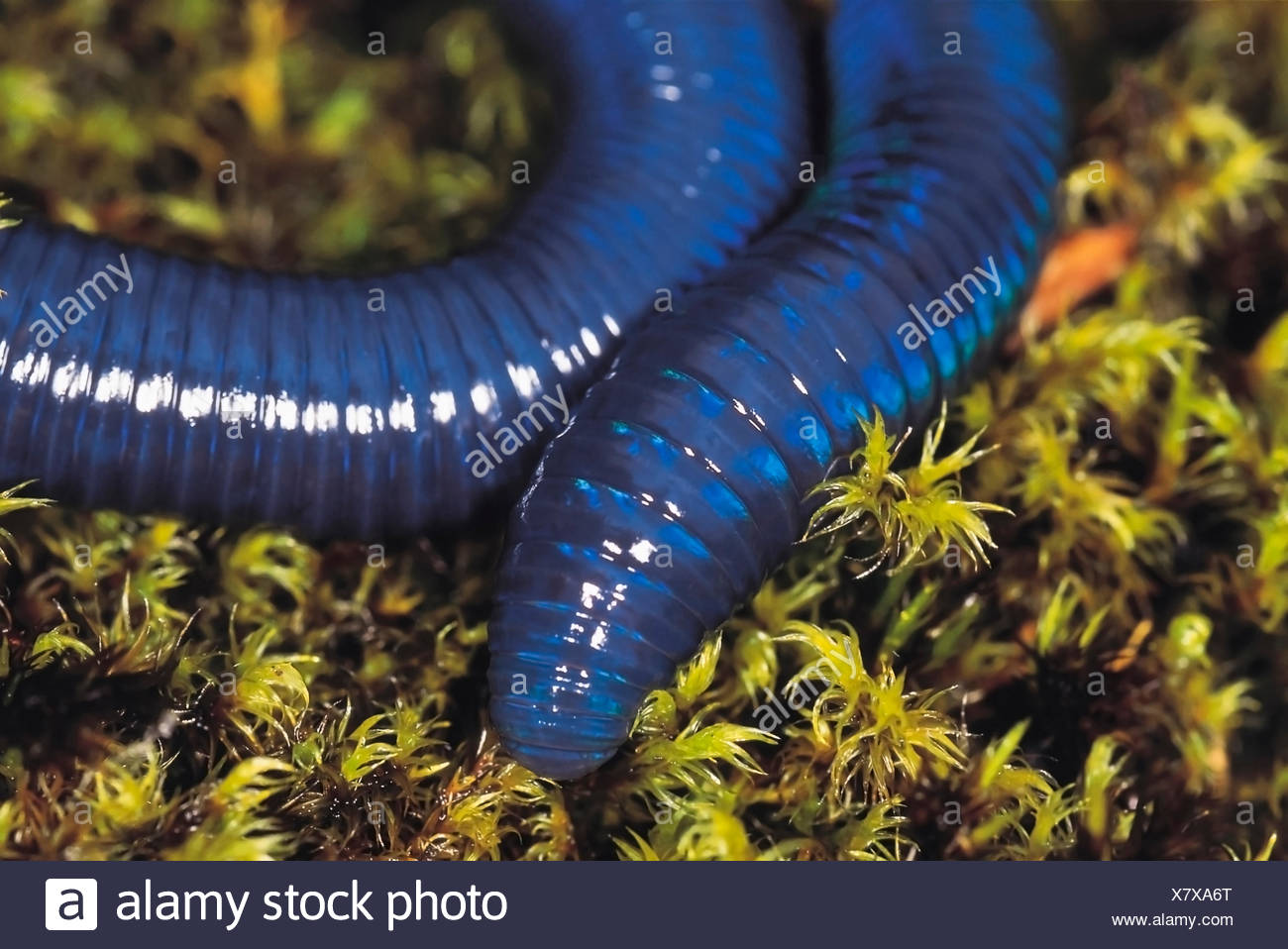 Soil Creep High Resolution Stock Photography and Images - Alamy
