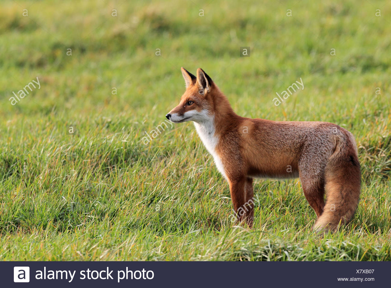German Fox High Resolution Stock Photography and Images - Alamy