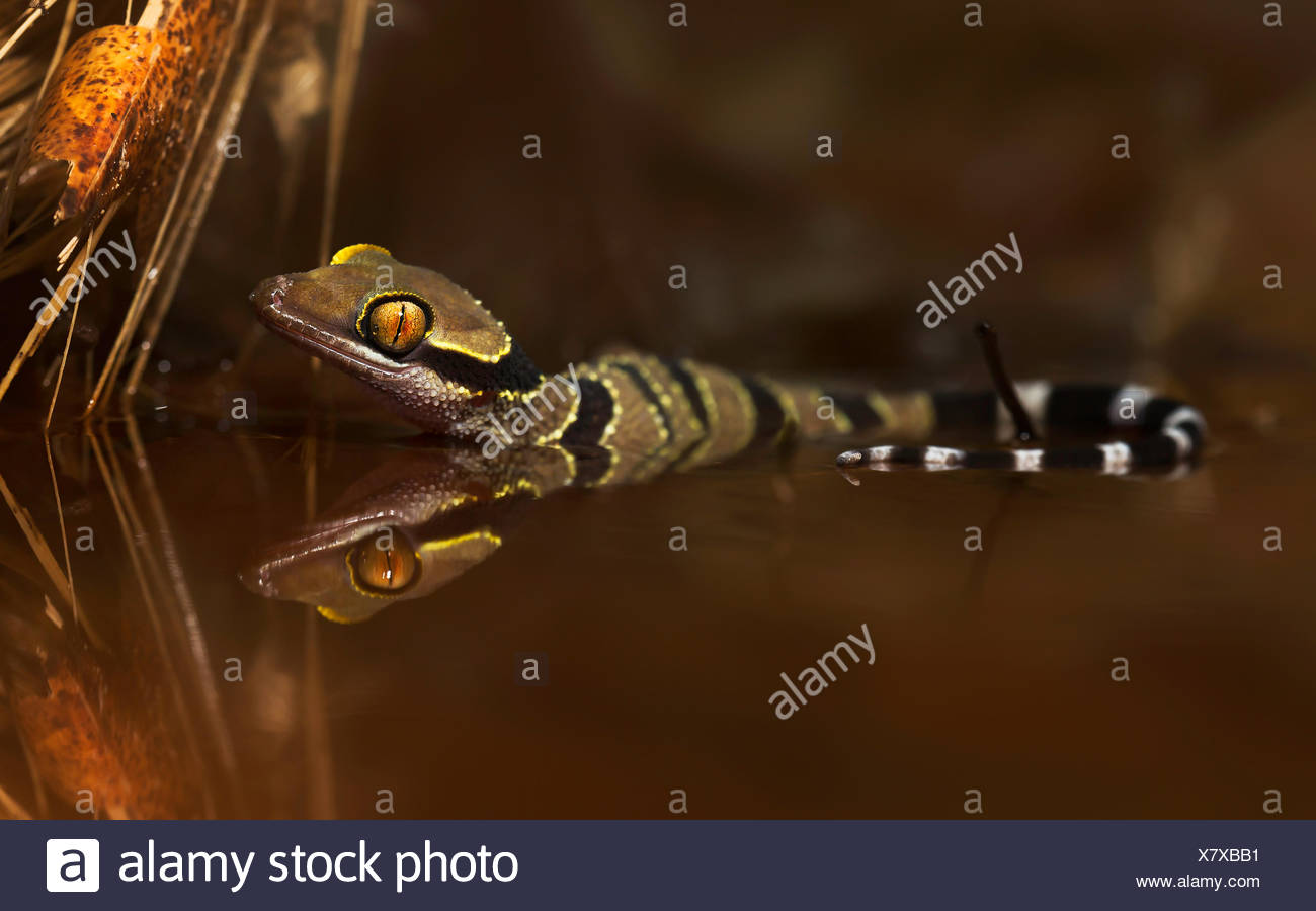 Rainforest Animals High Resolution Stock Photography and Images - Alamy
