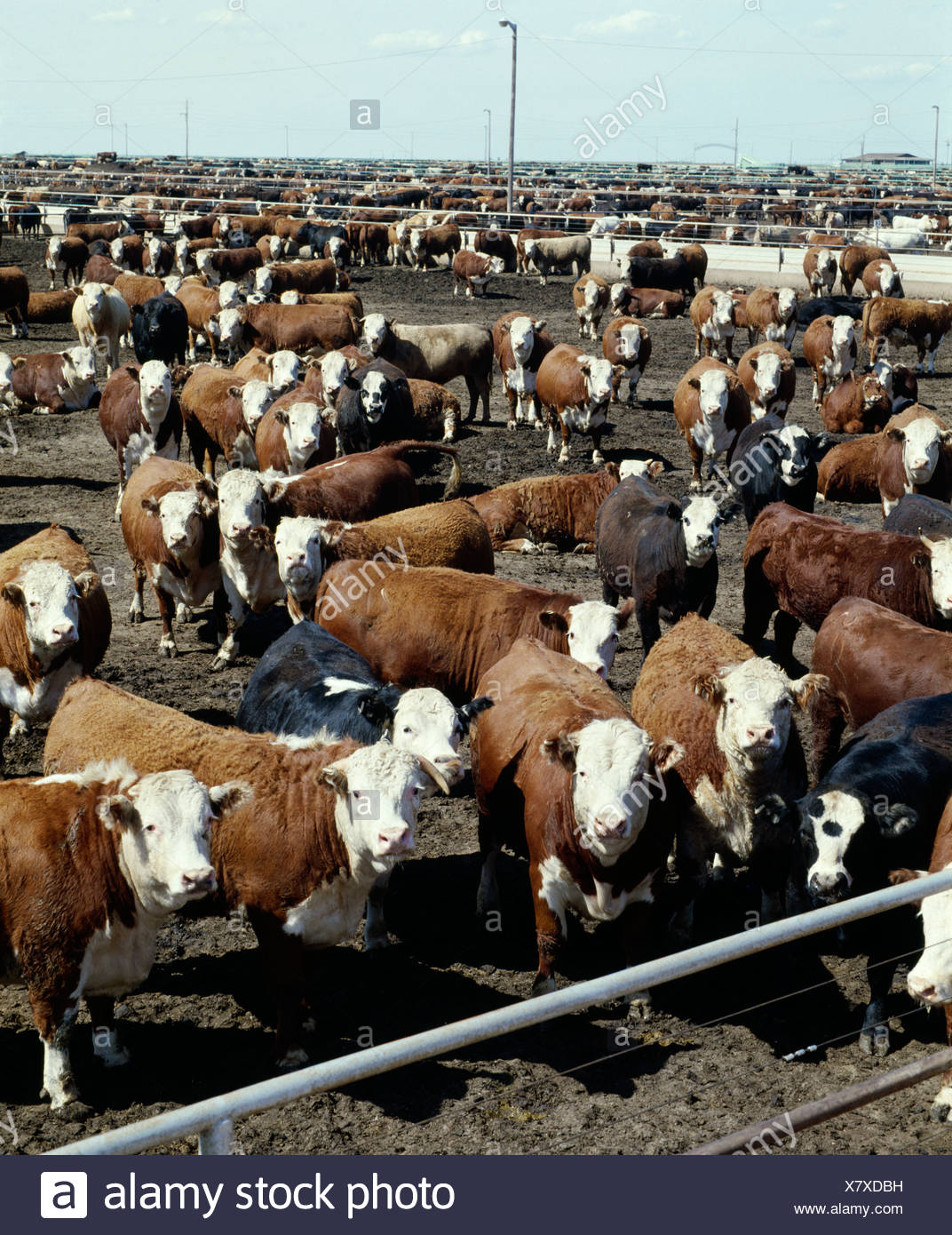 Cattle Feedlot Texas High Resolution Stock Photography and Images - Alamy