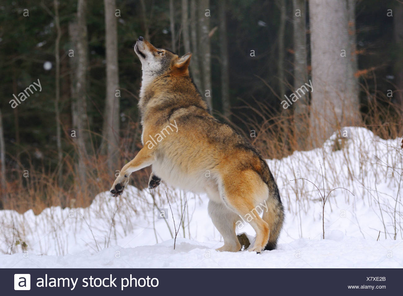 Page 2 - Jumping Wolf High Resolution Stock Photography and Images - Alamy