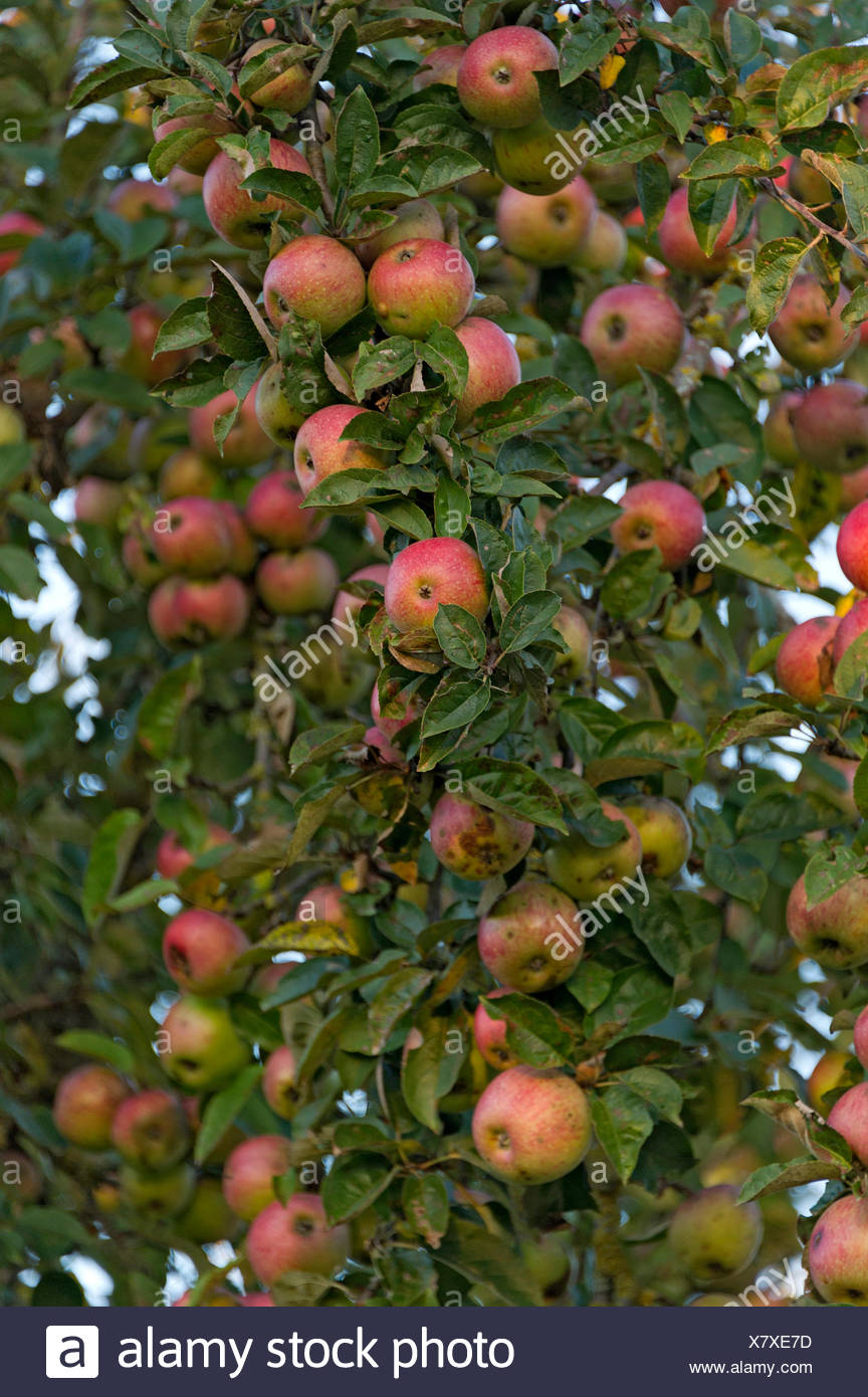 Parasites Worms High Resolution Stock Photography and Images - Alamy