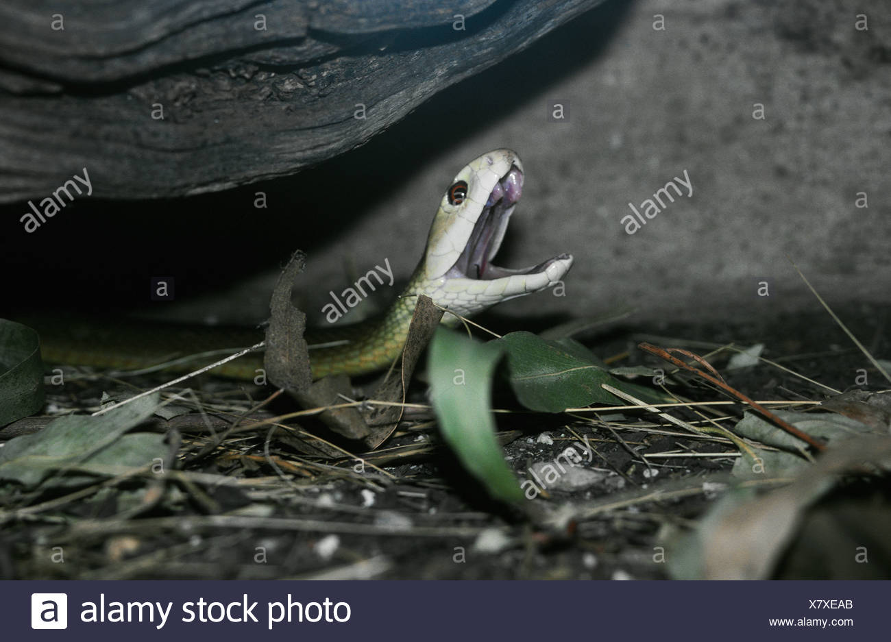 Inland Taipan Snake High Resolution Stock Photography and Images - Alamy