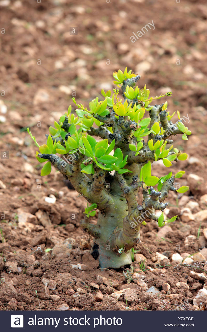 Karoo Botanical Garden High Resolution Stock Photography and Images - Alamy